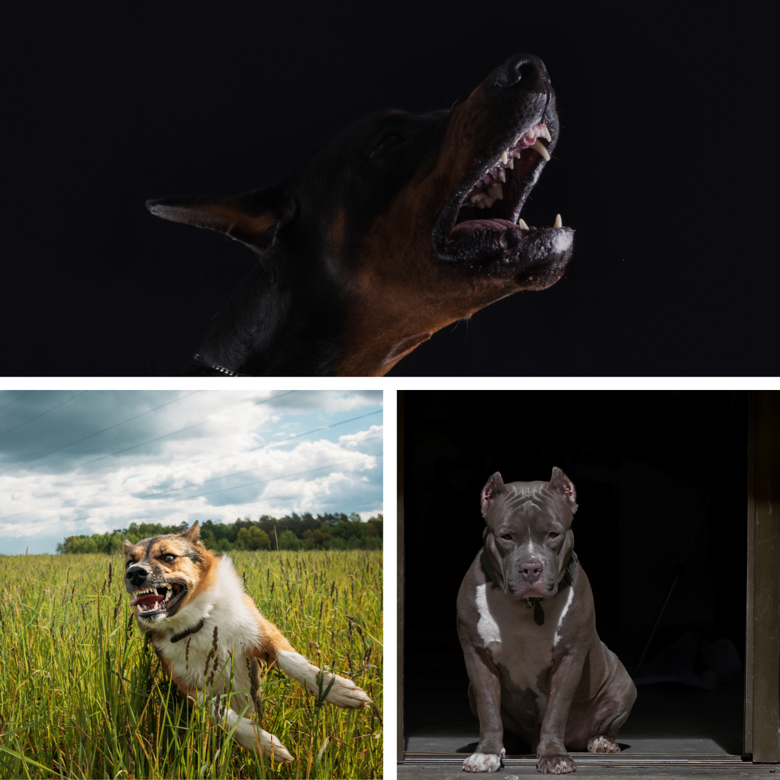 Dog Bite Attorney - The Law Offices of Frederick W. Nessler and Associates